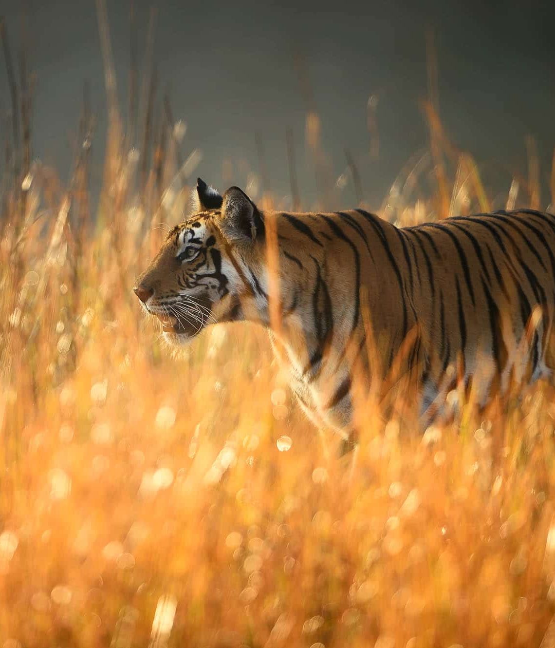 Ranthambore National Park Tour Packages | Ranthambore Tour